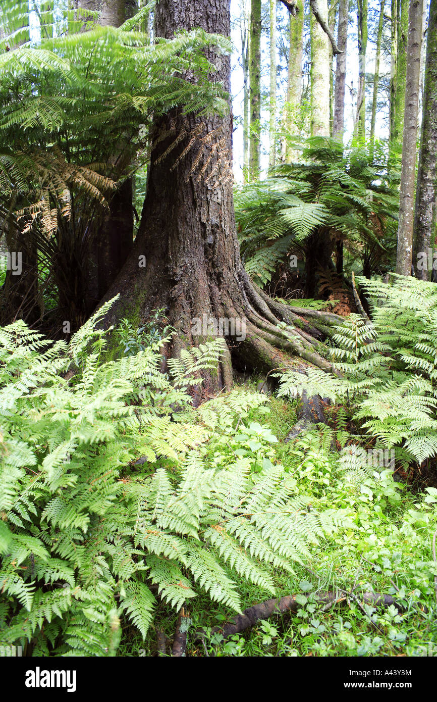 Tree trunk and ferns, New Zealand Stock Photo - Alamy