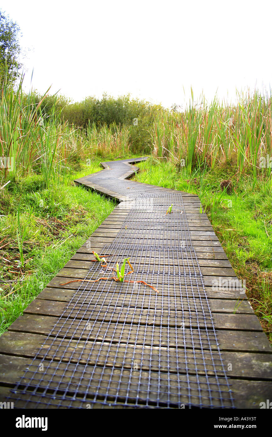 Swamp track hi-res stock photography and images - Alamy