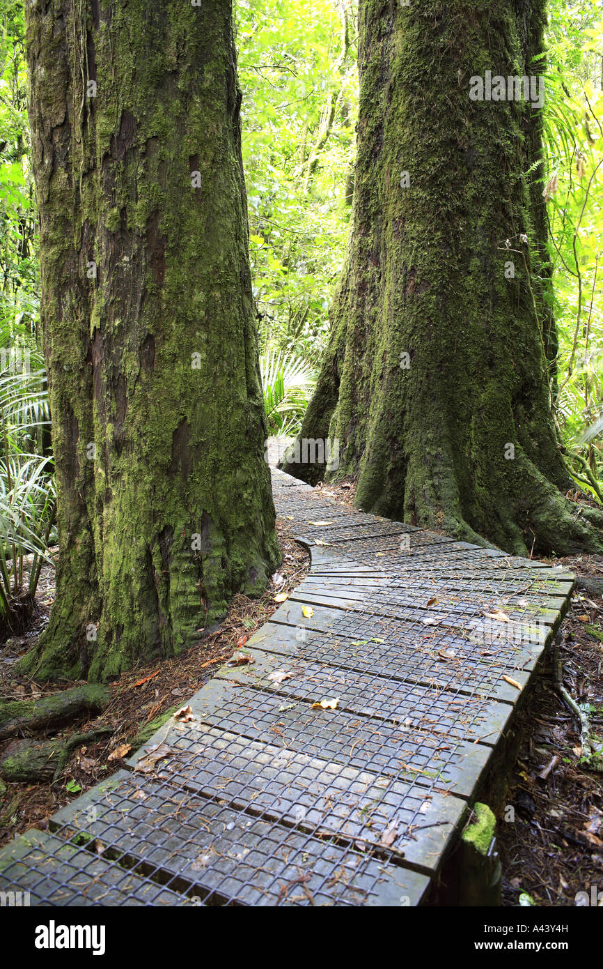 Boardwalk between trees Stock Photo - Alamy