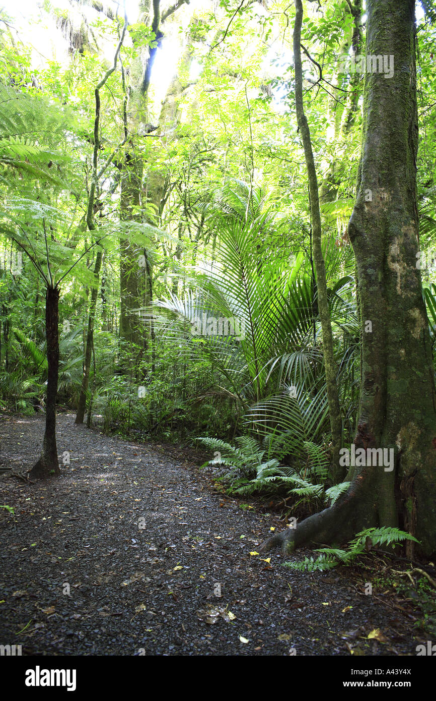 Walking track through forest, New Zealand Stock Photo - Alamy