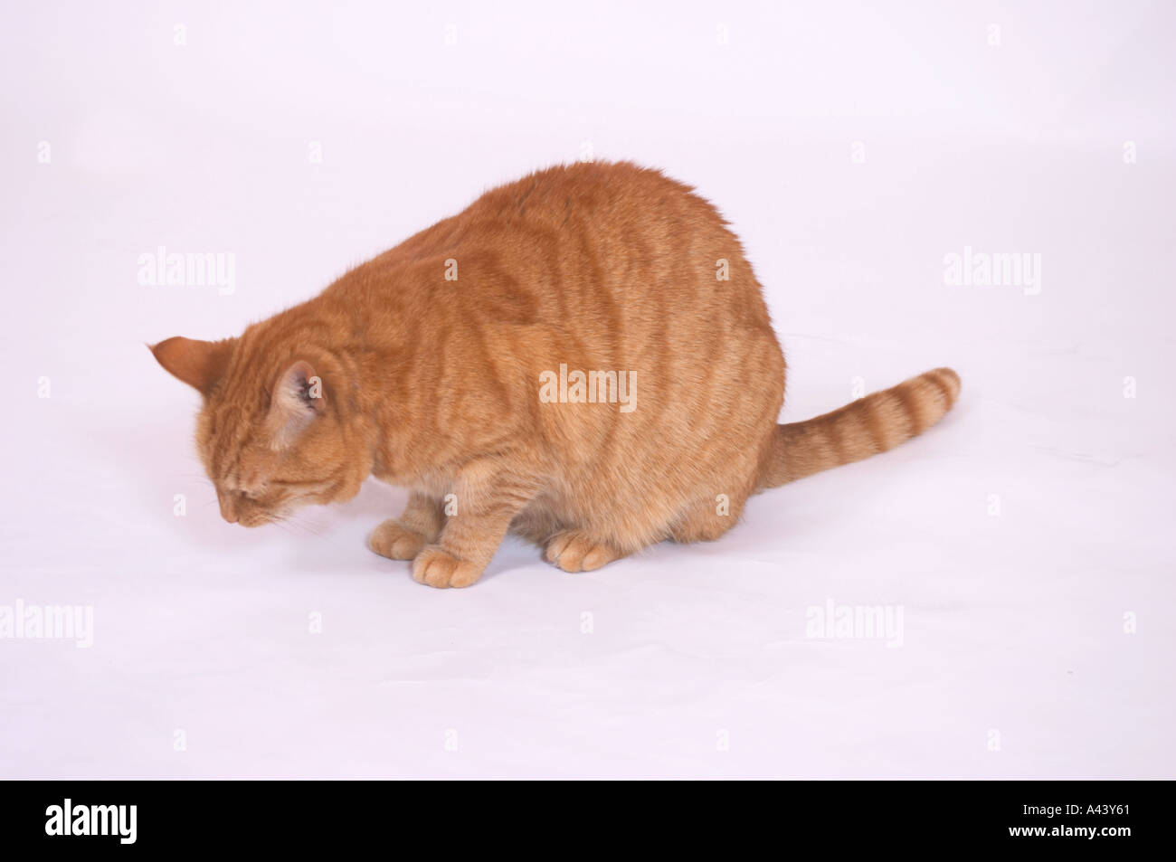 Cat sam hi-res stock photography and images - Alamy