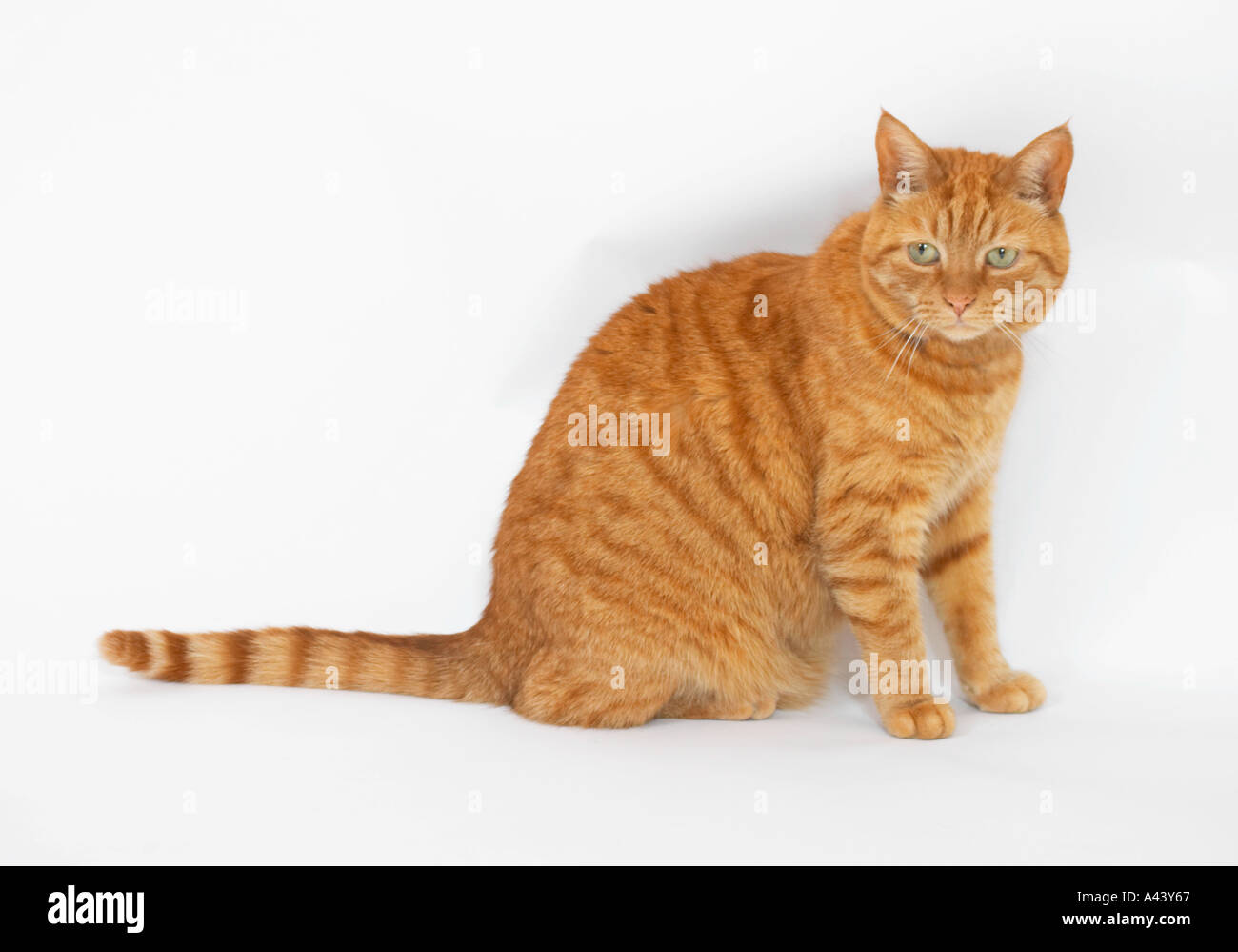 Sam A Ginger Cat Stock Photo - Alamy