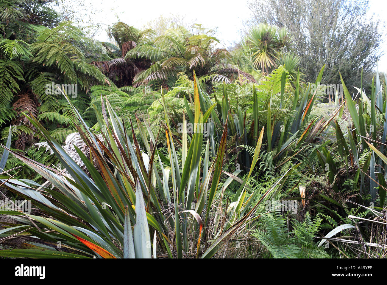 Native plants, New Zealand Stock Photo - Alamy