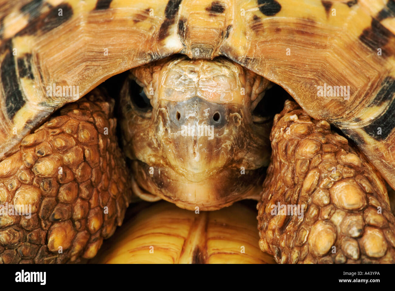 Lobatse hingeback tortoise hi-res stock photography and images - Alamy