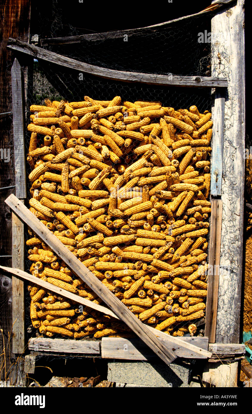 Farm Burgundy France French maize Indian corn Stock Photo - Alamy
