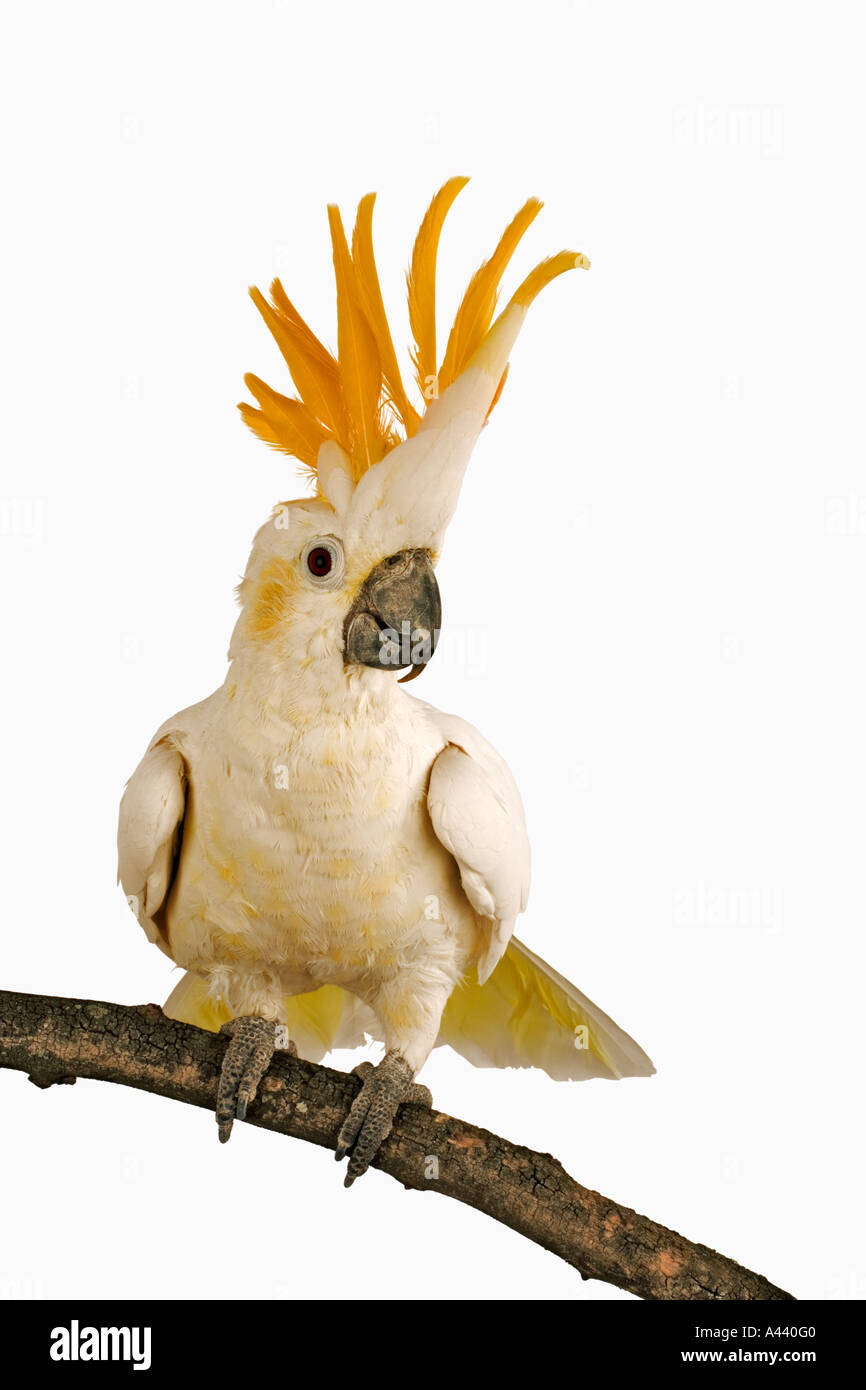 Citron crested Cockatoo Cacatua sulphurea citrinocristata Smallest of ...