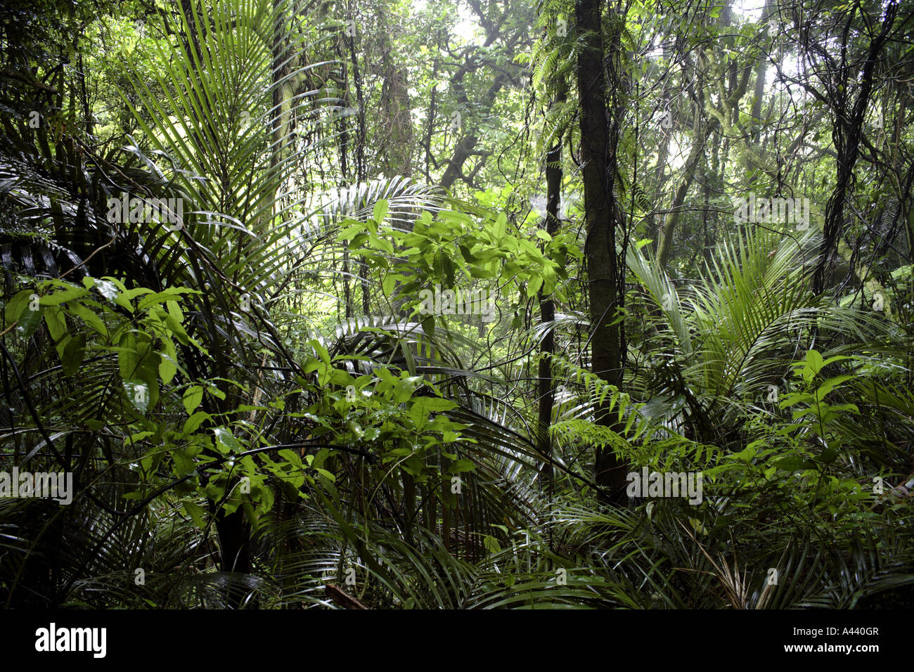 Beautiful untouched tropical humid hi-res stock photography and images ...