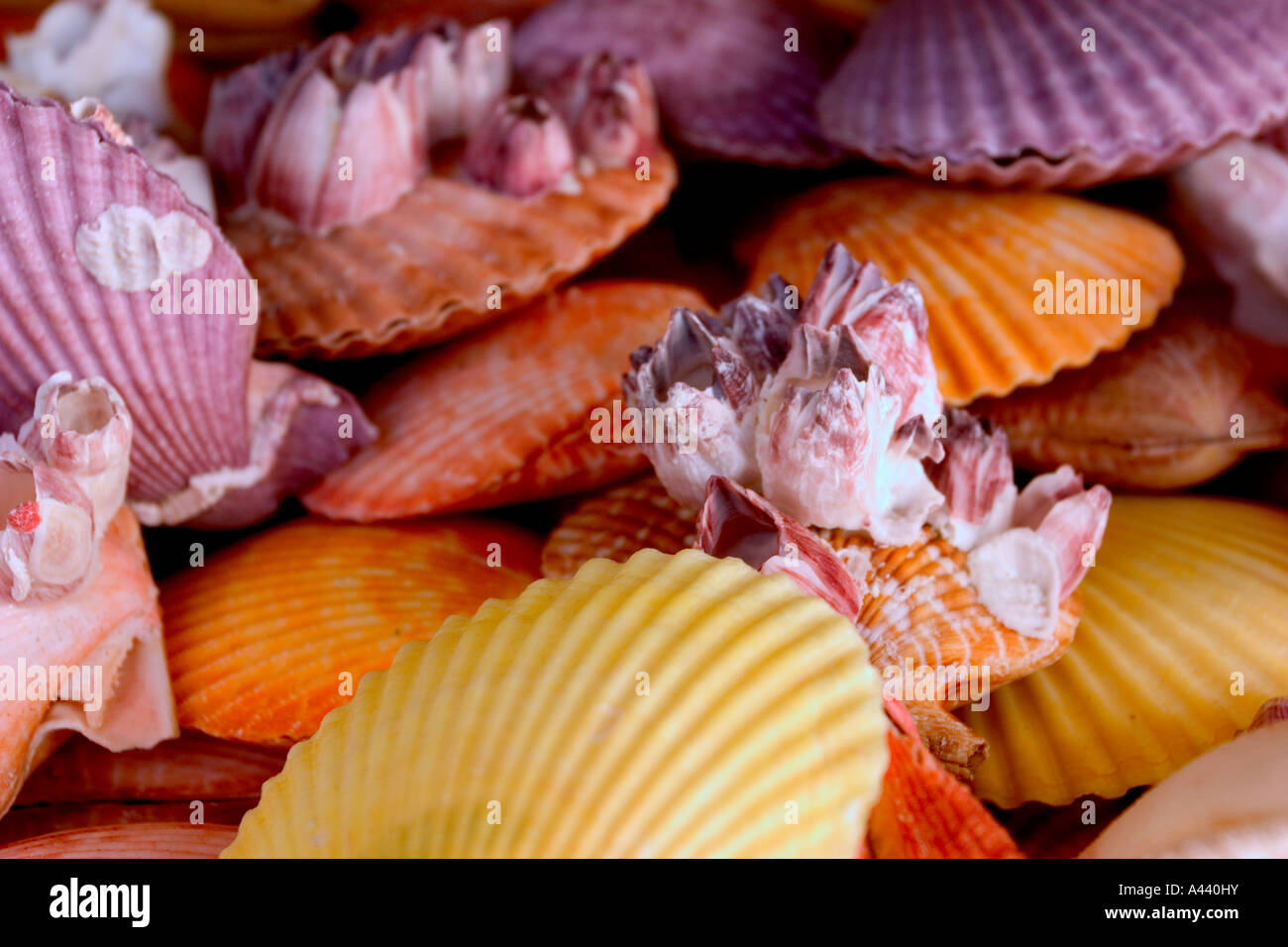 selection of sea shells Stock Photo - Alamy