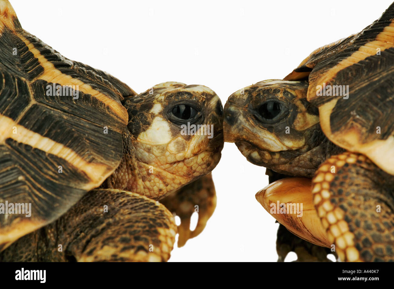 Common Spider Tortoise Pyxis arachnoides Vulnerable species found in ...