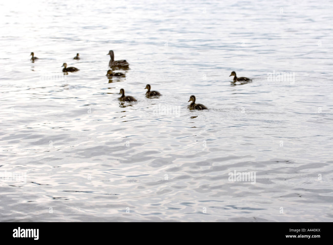 Eight Mallard ducklings with an adult female Mallard duck on open water ...