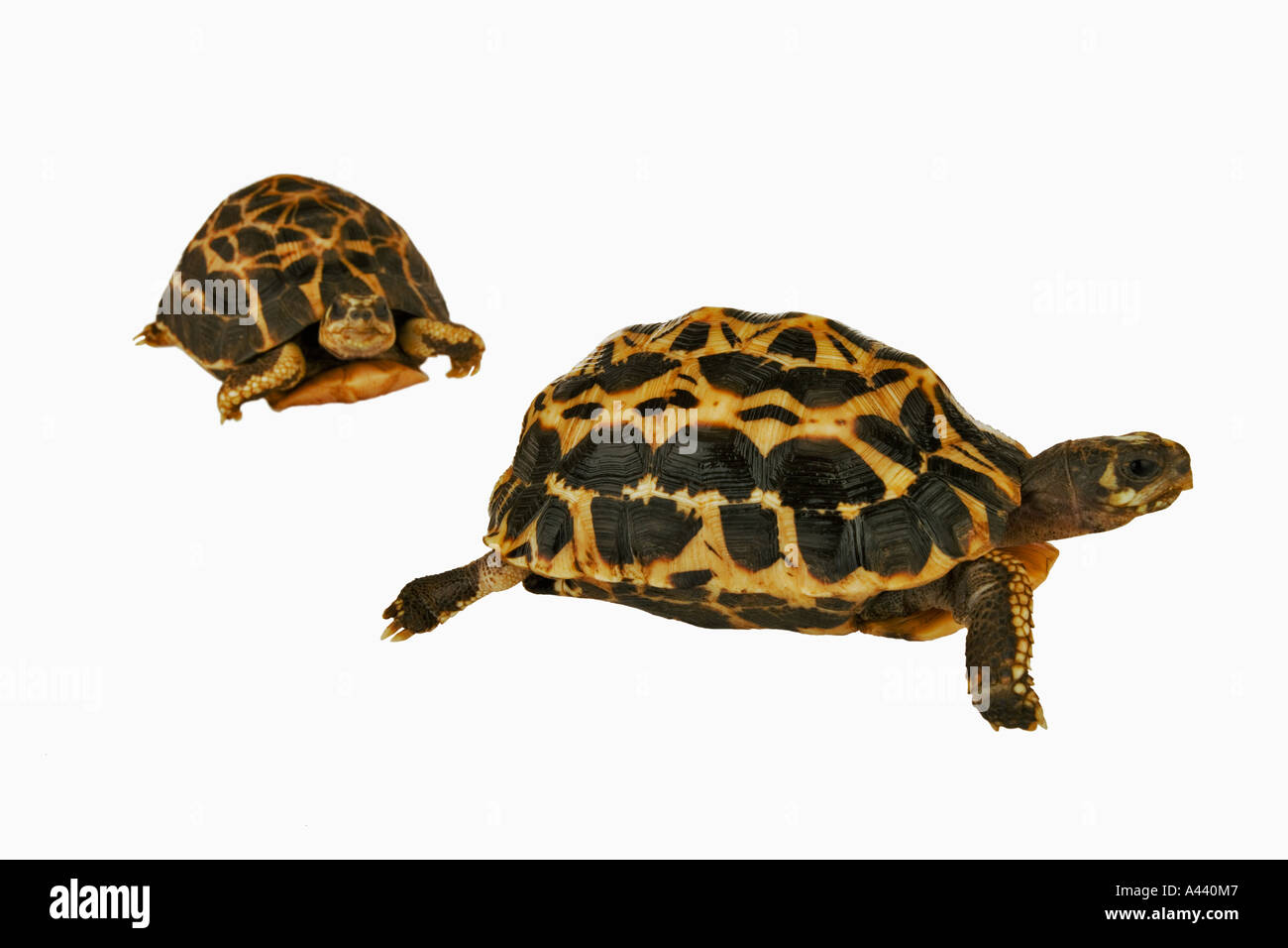 Pyxis hi-res stock photography and images - Alamy