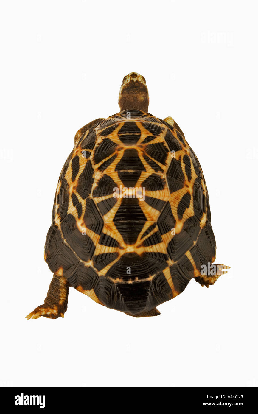 Pyxis hi-res stock photography and images - Alamy