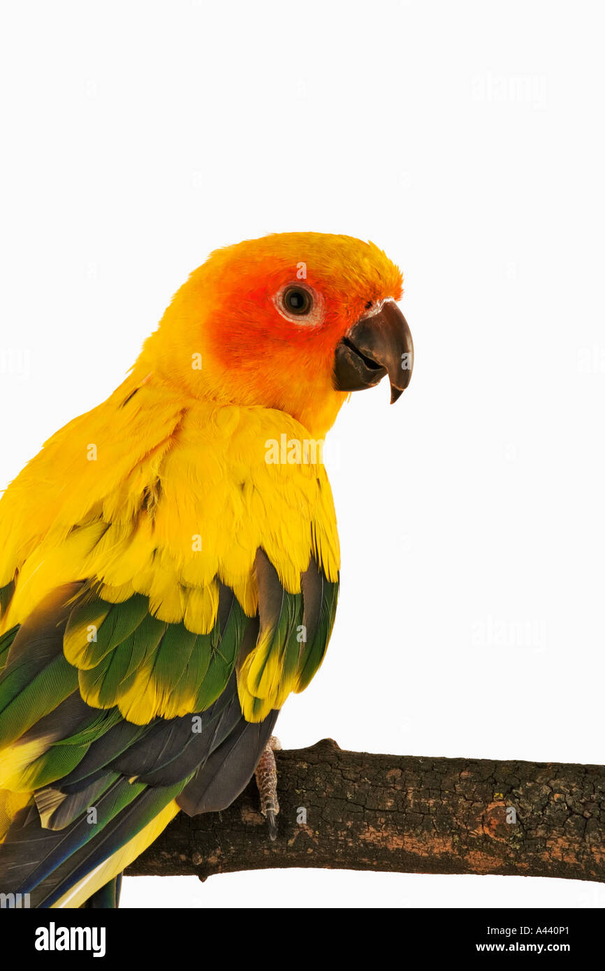 Sun Conure Parrot Aratinga solstitialis Common in the pet trade Stock ...