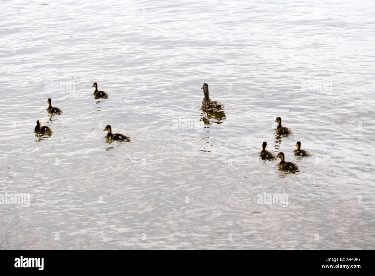 Eight Mallard (Anas platyrhynchos)ducklings with an adult female ...