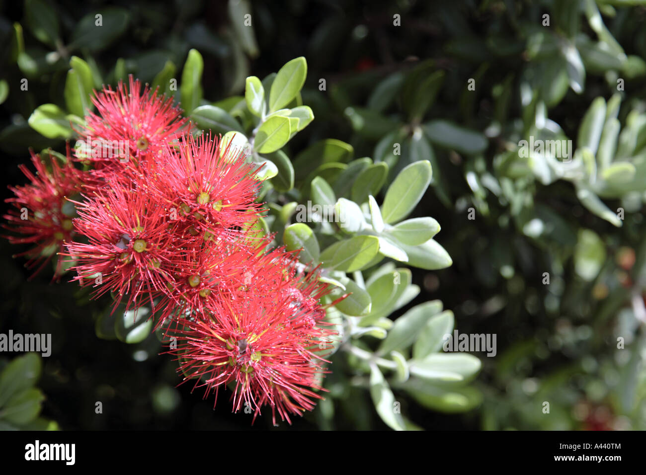 Pohutakawa tree new zealand hi-res stock photography and images - Alamy