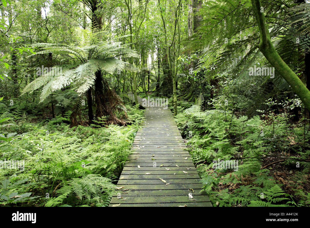 Boardwalk entering tropical forest Stock Photo - Alamy