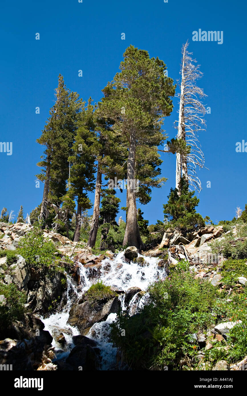 CALIFORNIA Lake Tahoe Pine trees and waterfall along Glen Alpine trail ...