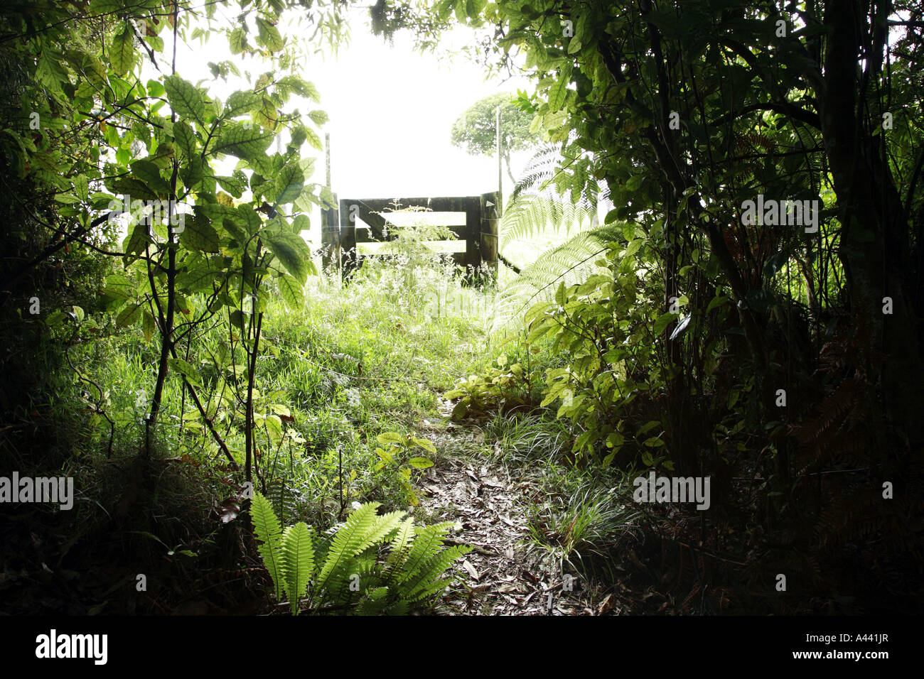 Gate at forest entrance Stock Photo - Alamy