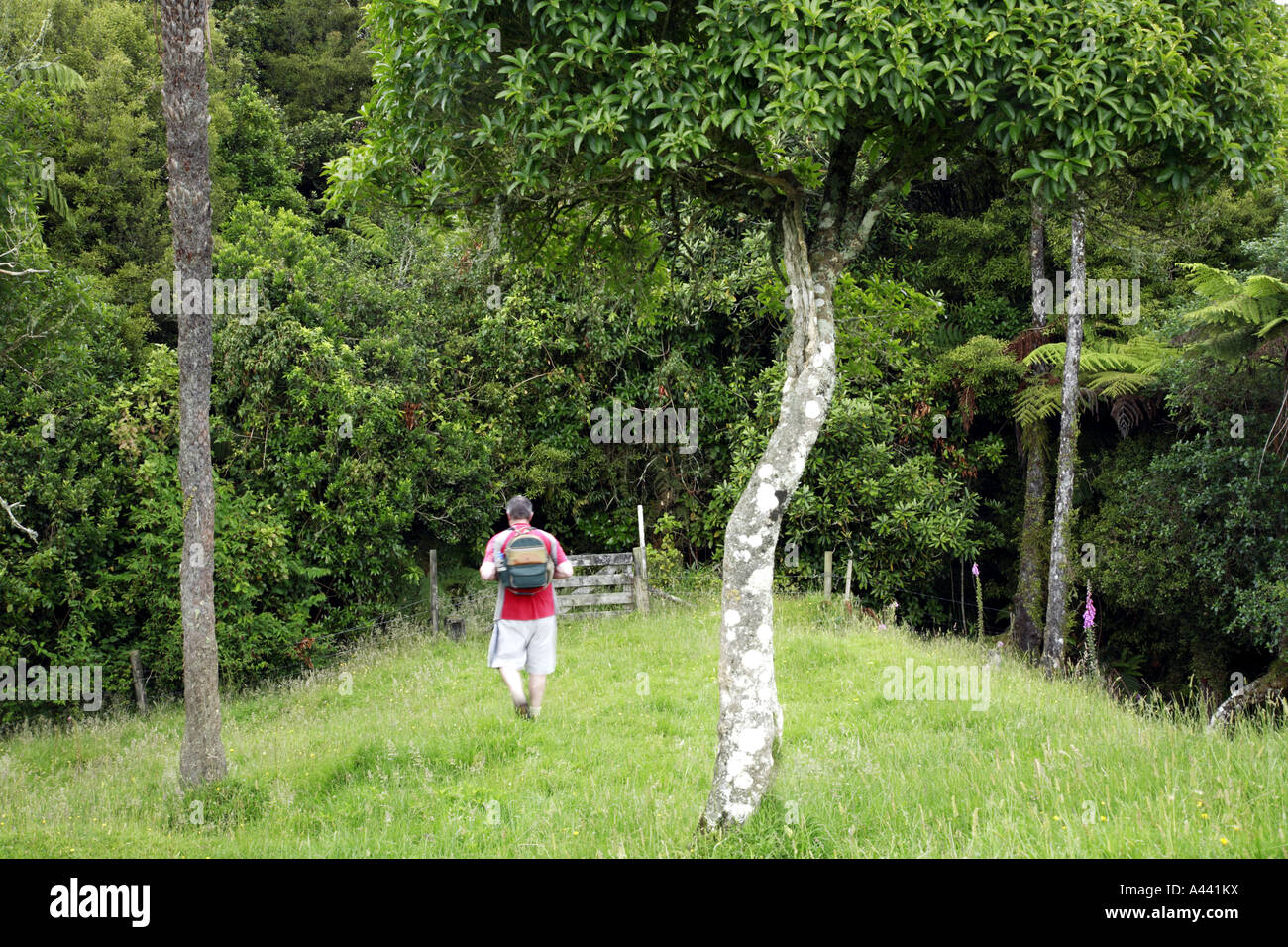 Tramp in the woods hi-res stock photography and images - Alamy