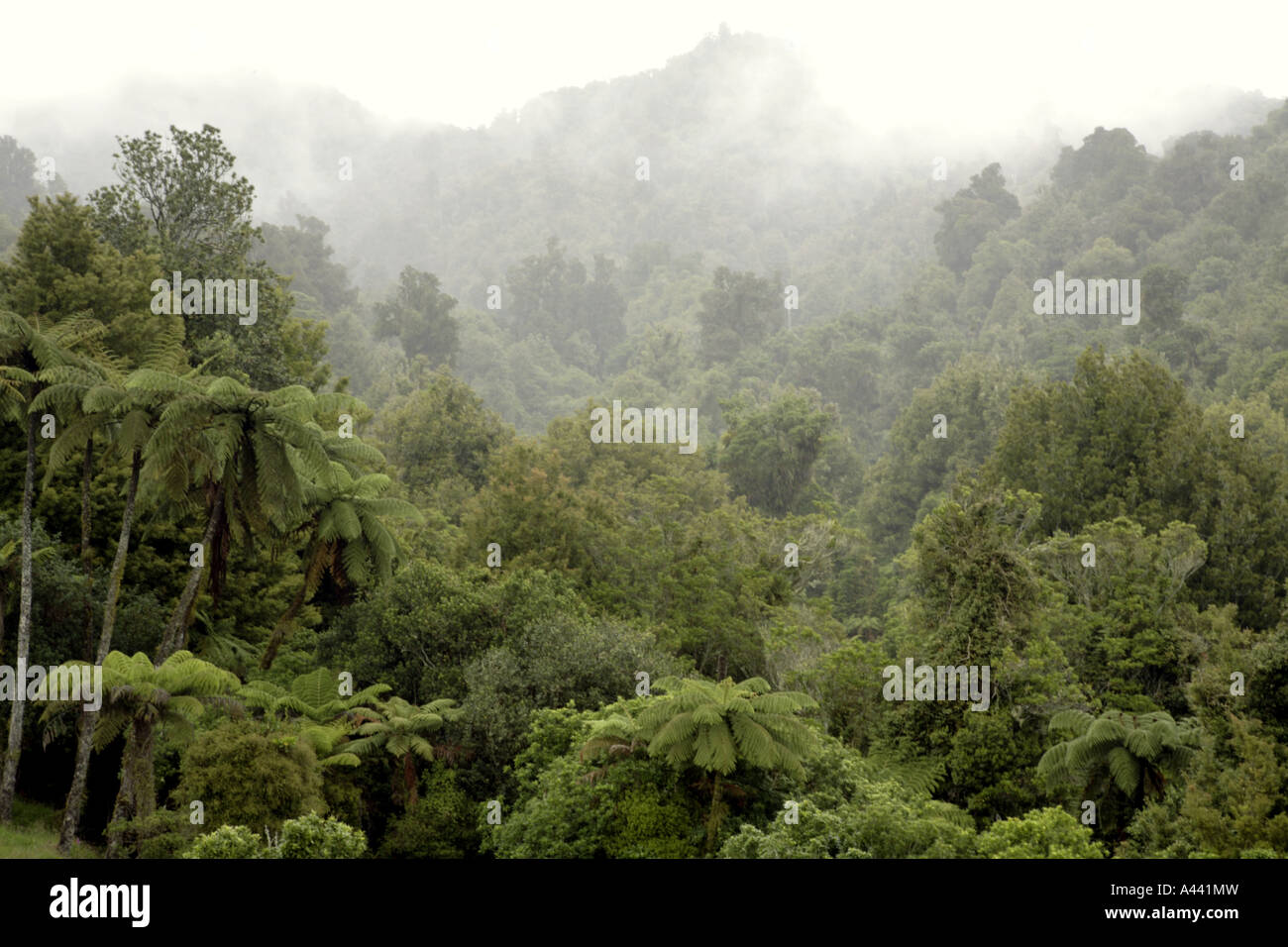 Mist over forest Stock Photo - Alamy