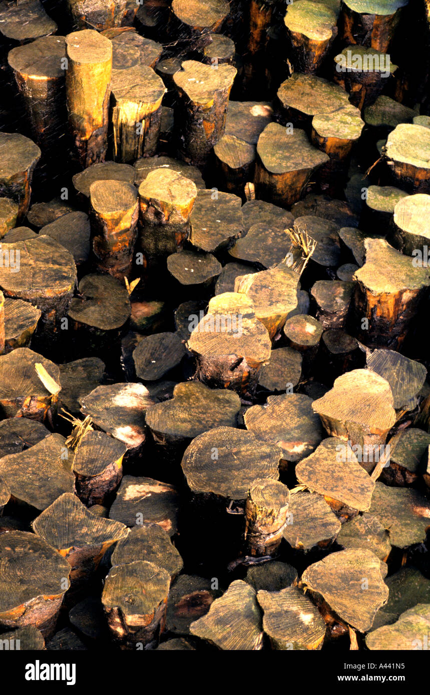 France wood timber tree trees trunk stem hole Stock Photo - Alamy