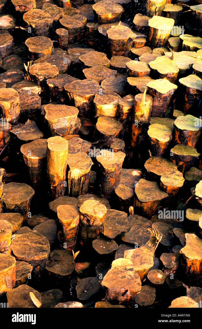 France wood timber tree trees trunk stem hole Stock Photo - Alamy