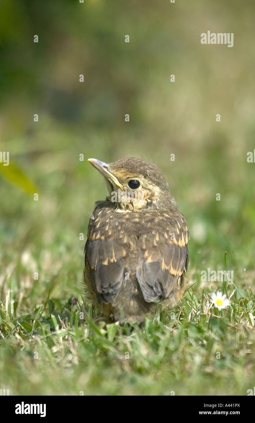 Song thrush chick hi-res stock photography and images - Alamy