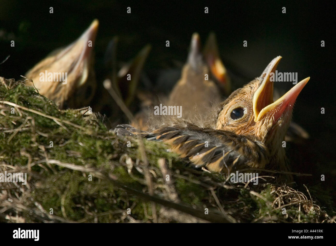 Song thrush chick hi-res stock photography and images - Alamy