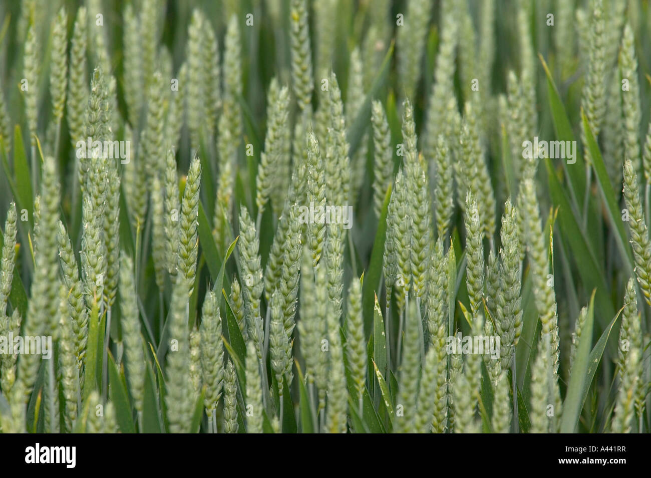Frame filled image of a crop field Stock Photo - Alamy