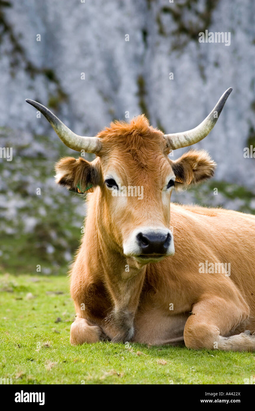 Asturian mountain cattle hi-res stock photography and images - Alamy