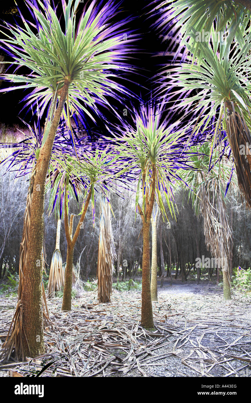 Eerie tree canopy hi-res stock photography and images - Alamy