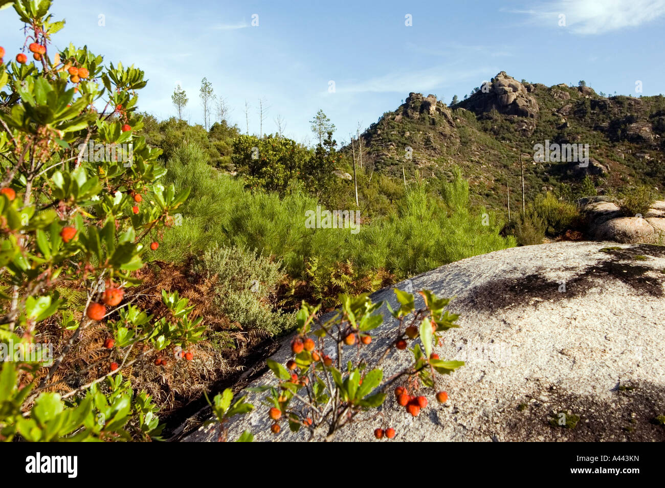 Granite hillside in the SERRA DO GERES area of the nature reserve ...