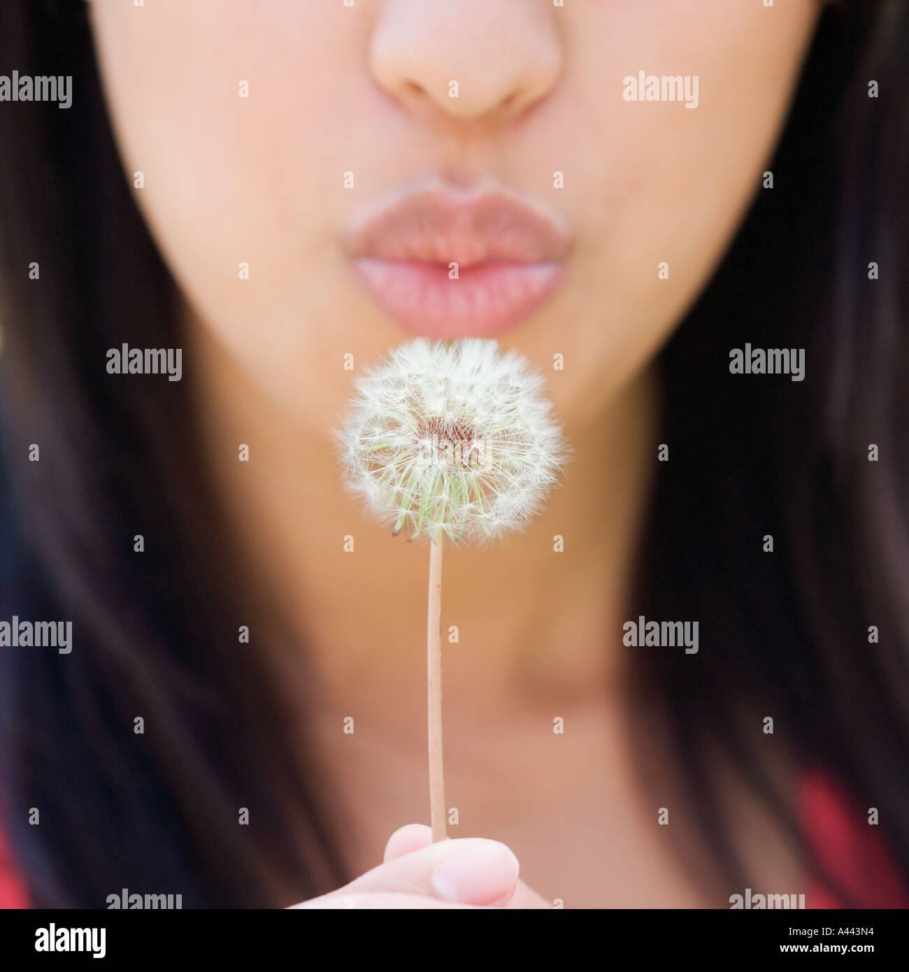 Close up of lower half of woman s face blowing dandelion Stock Photo ...