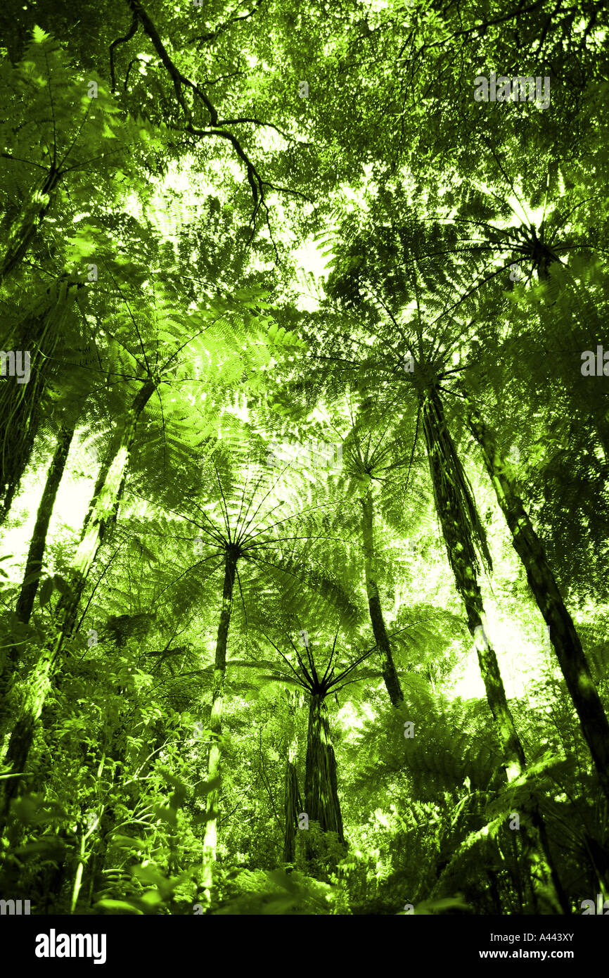 Forest of tree ferns Stock Photo - Alamy