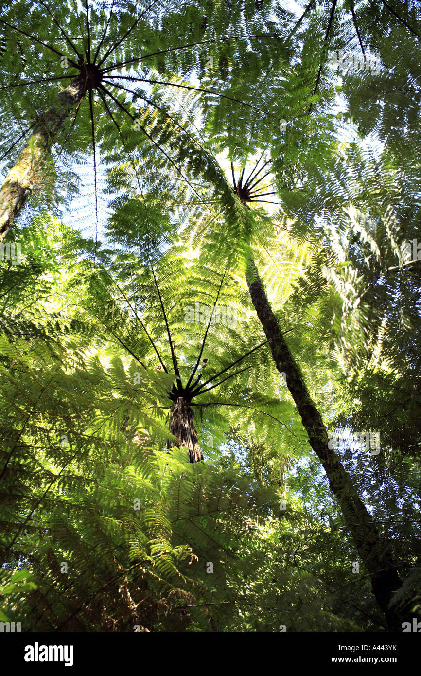 Canopy tree ferns hi-res stock photography and images - Alamy
