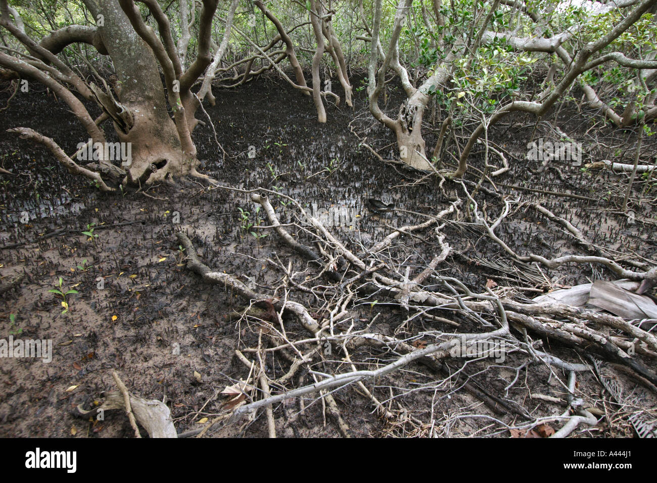 DEAD TREE ROOTS MANGROVE SWAMP HORIZONTAL BAPDB4970 Stock Photo - Alamy
