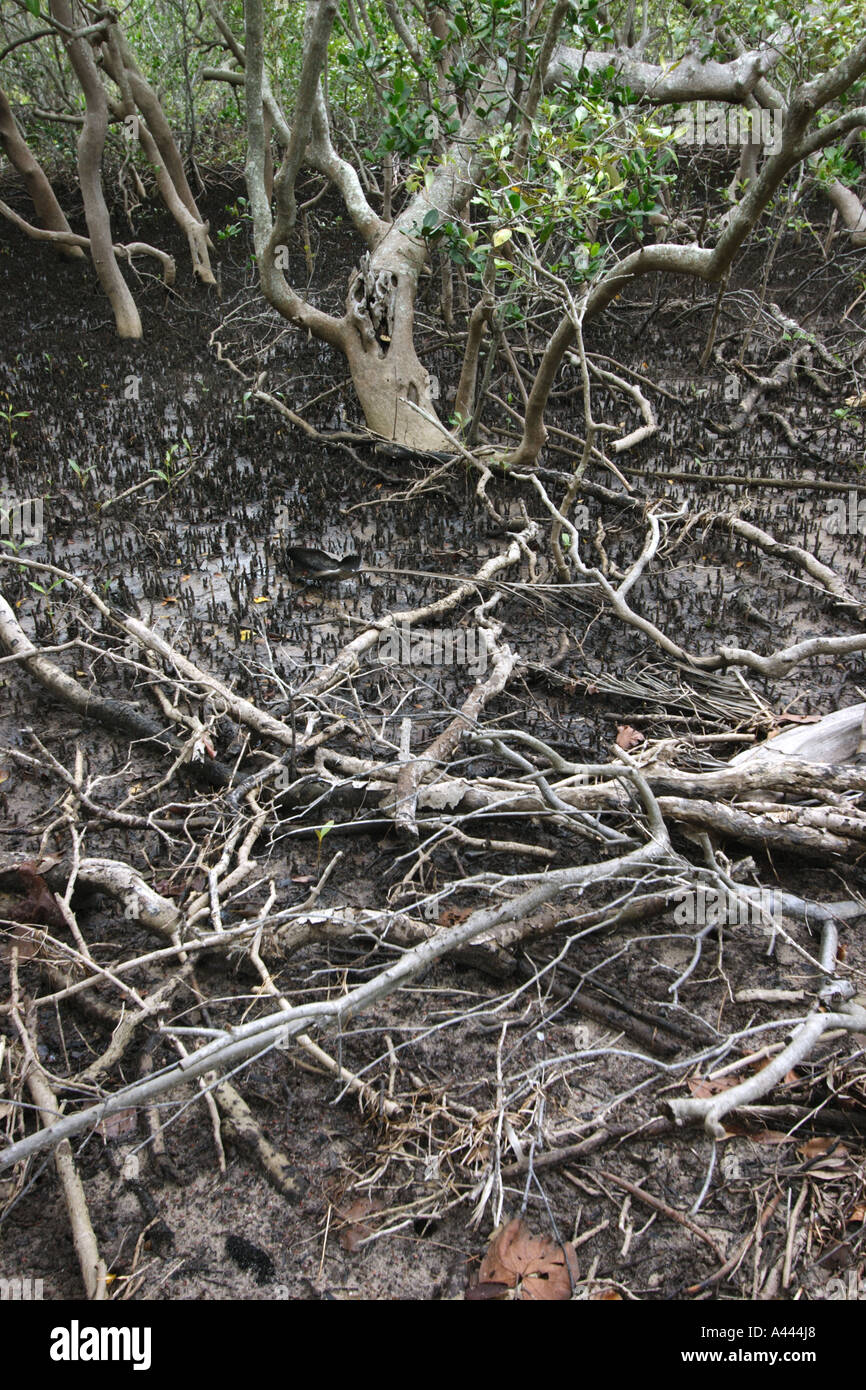 DEAD TREE ROOTS MANGROVE SWAMP VERTICAL BAPDB4971 Stock Photo - Alamy