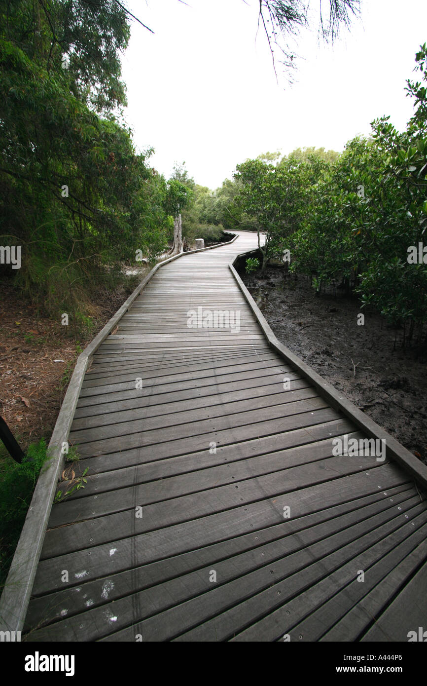 BOARDWALK THROUGH MANGROVE SWAMP VERTICAL BAPDB4980 Stock Photo - Alamy