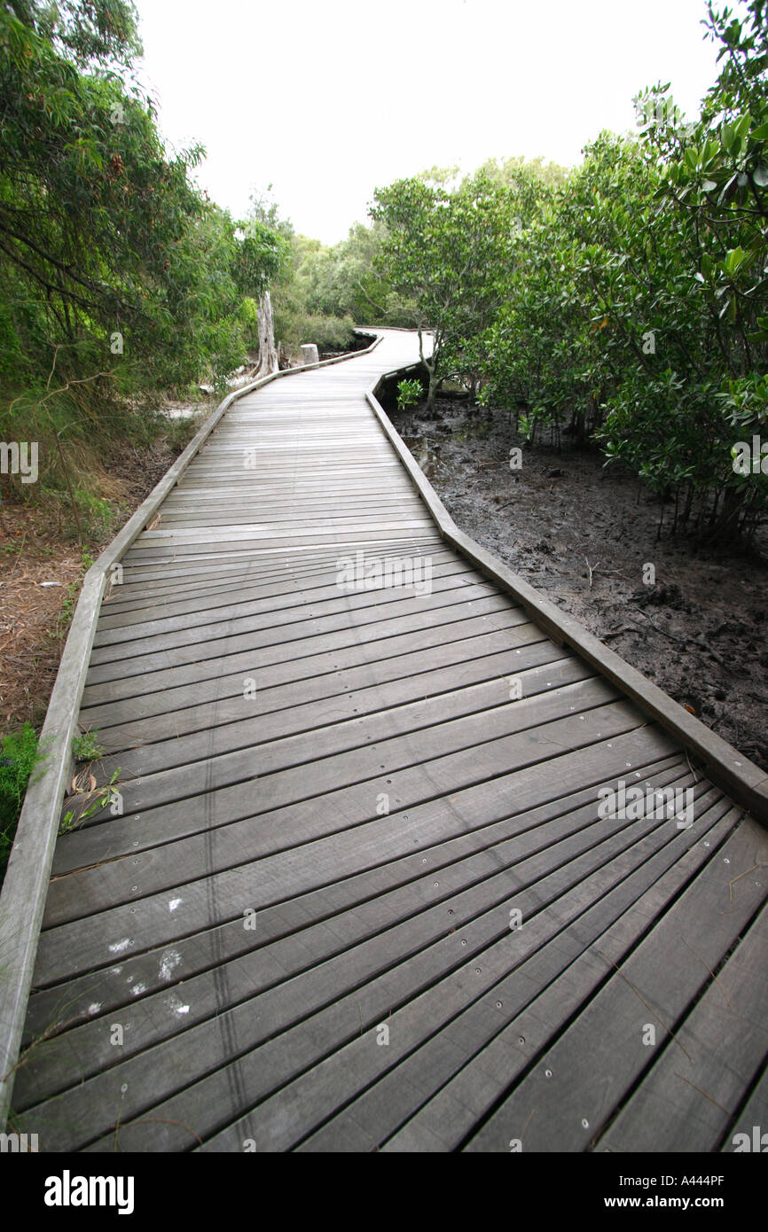 BOARDWALK THROUGH MANGROVE SWAMP VERTICAL BAPDB4981 Stock Photo - Alamy