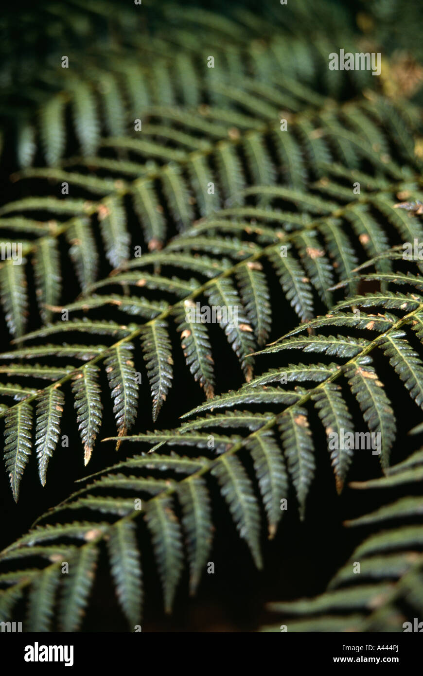 Fern wales hi-res stock photography and images - Alamy