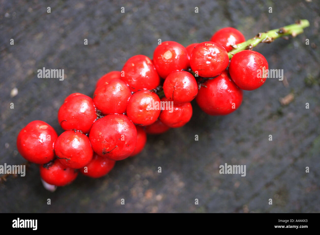Edible wild native bush food tucker hi-res stock photography and images ...