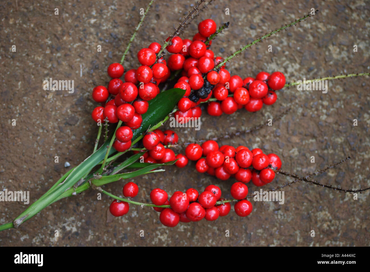 Rich in birdlife hi-res stock photography and images - Alamy