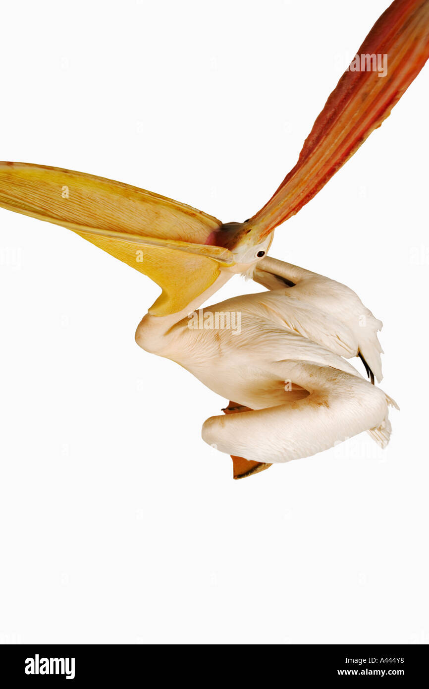 White Pelican. Pelecanus onocrotalus. Large birds that live in colonies ...