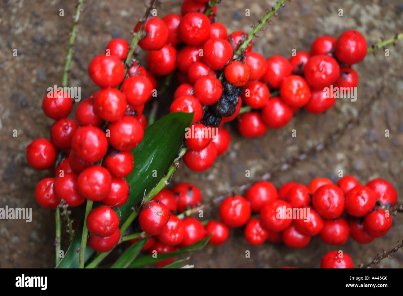 Rich branch dark red hi-res stock photography and images - Alamy