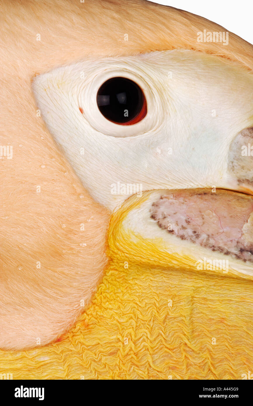 White Pelican. Pelecanus onocrotalus. Large birds that live in colonies ...