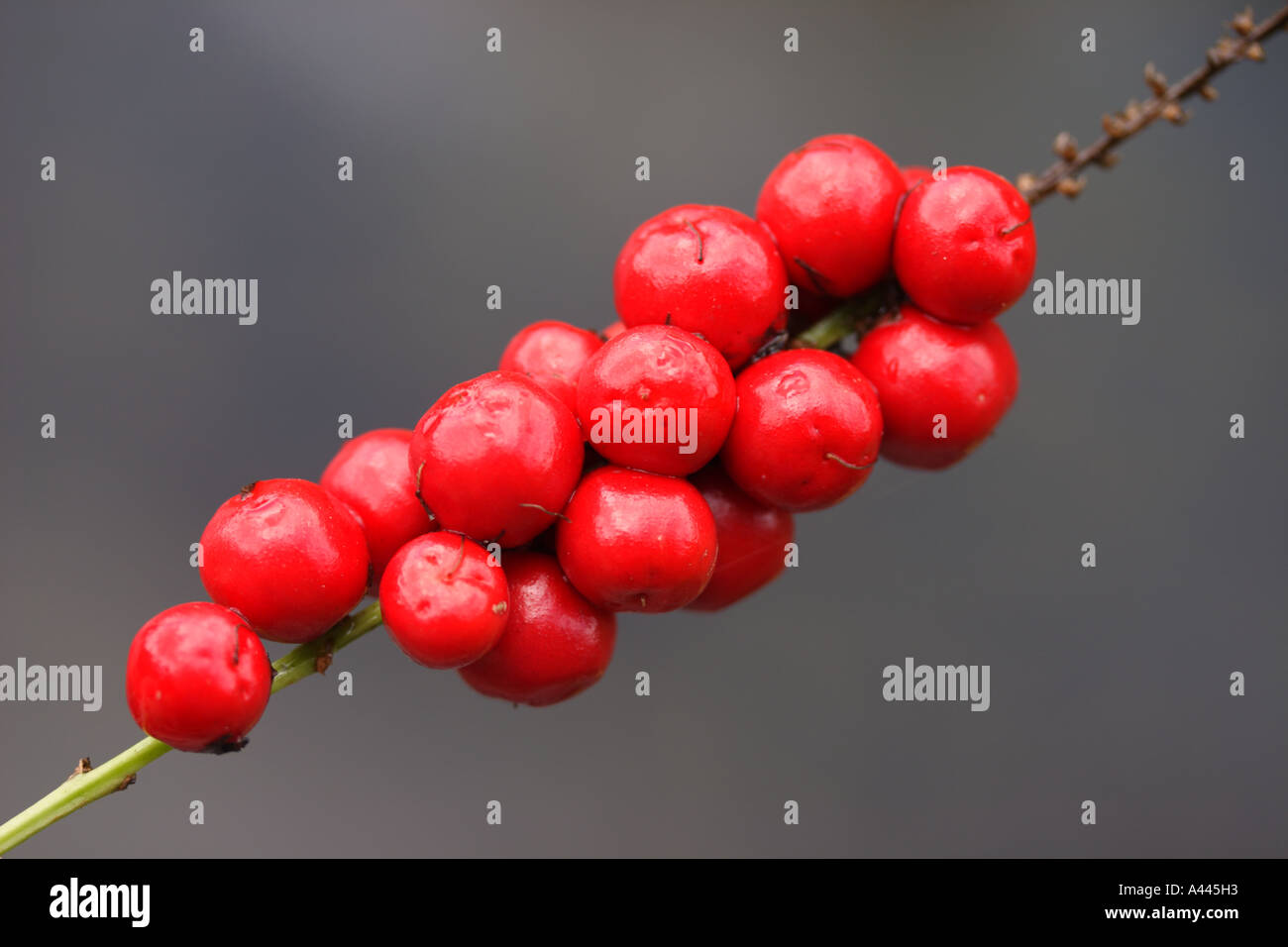 Rich in birdlife hi-res stock photography and images - Alamy