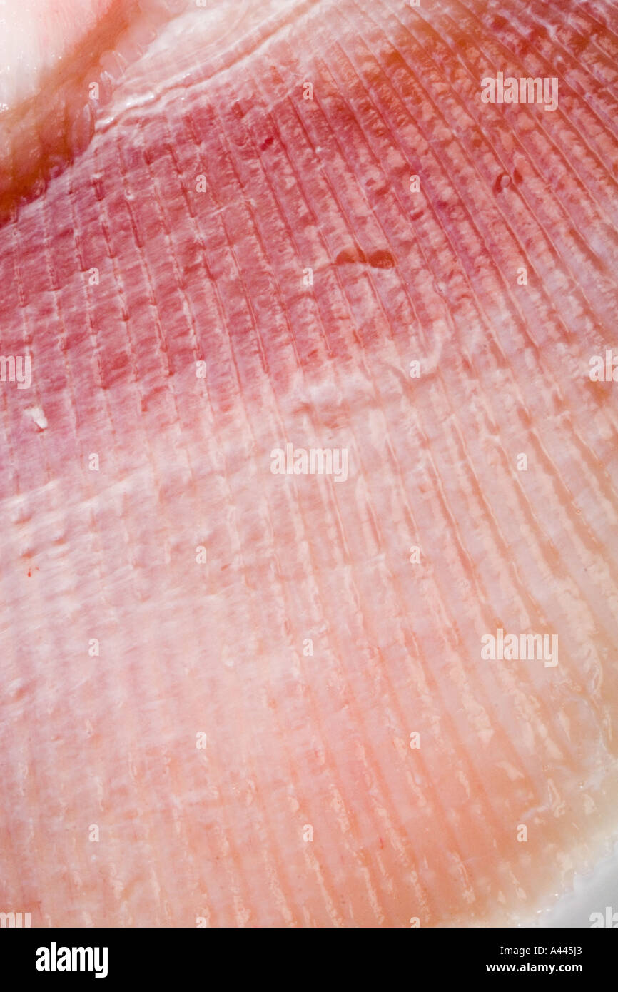 Ray flat cartilaginous cartilage white skinned sea texture pattern hi ...