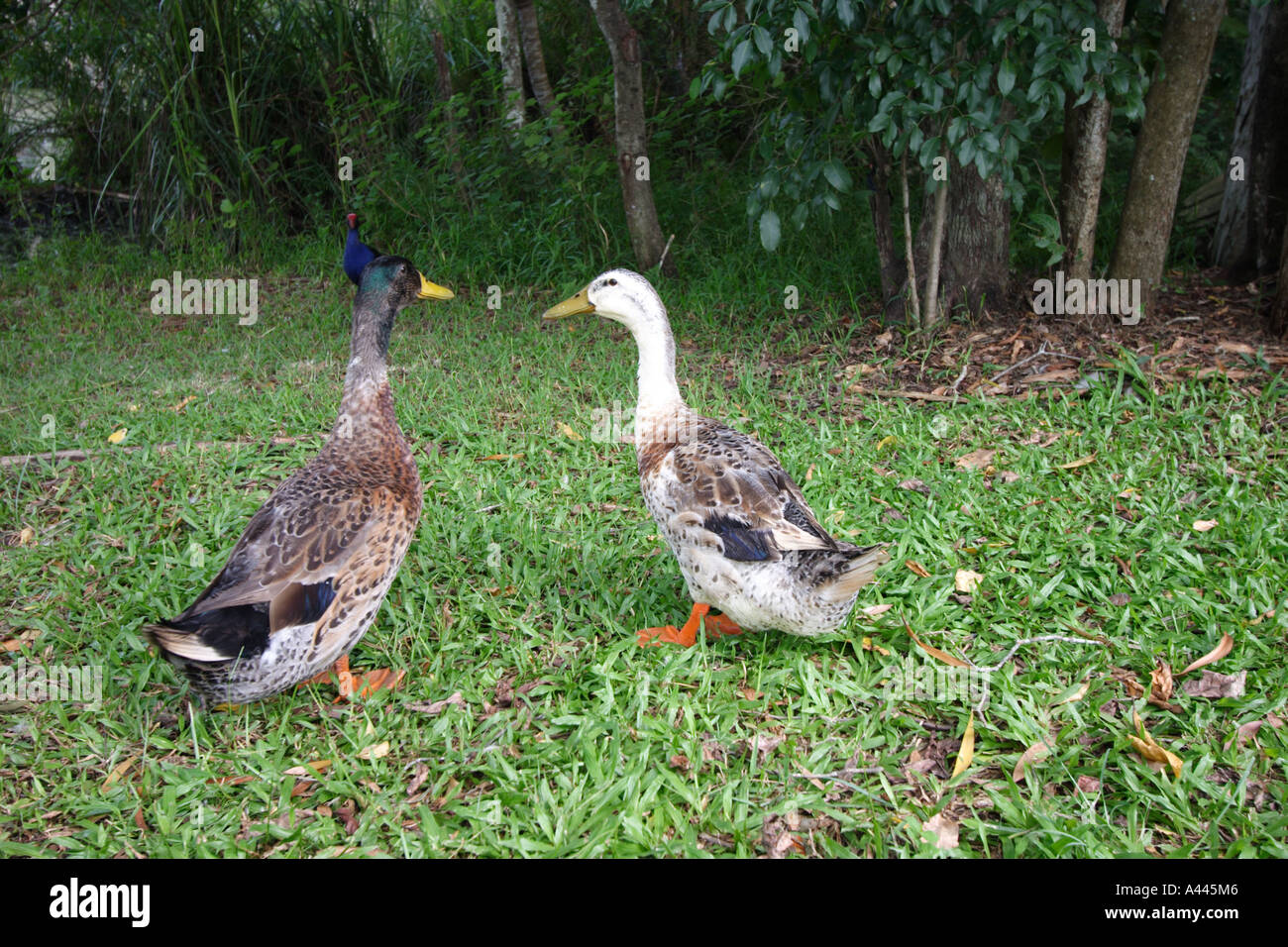 Two duck nests hi-res stock photography and images - Alamy