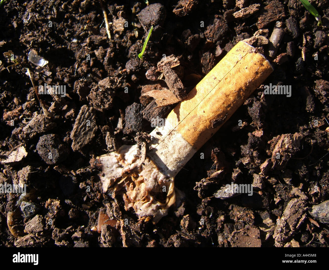 wet cigarette stub Stock Photo - Alamy