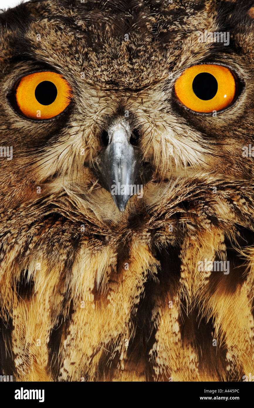 Eurasian eagle owl Bubo bubo The largest and most powerful owl in ...